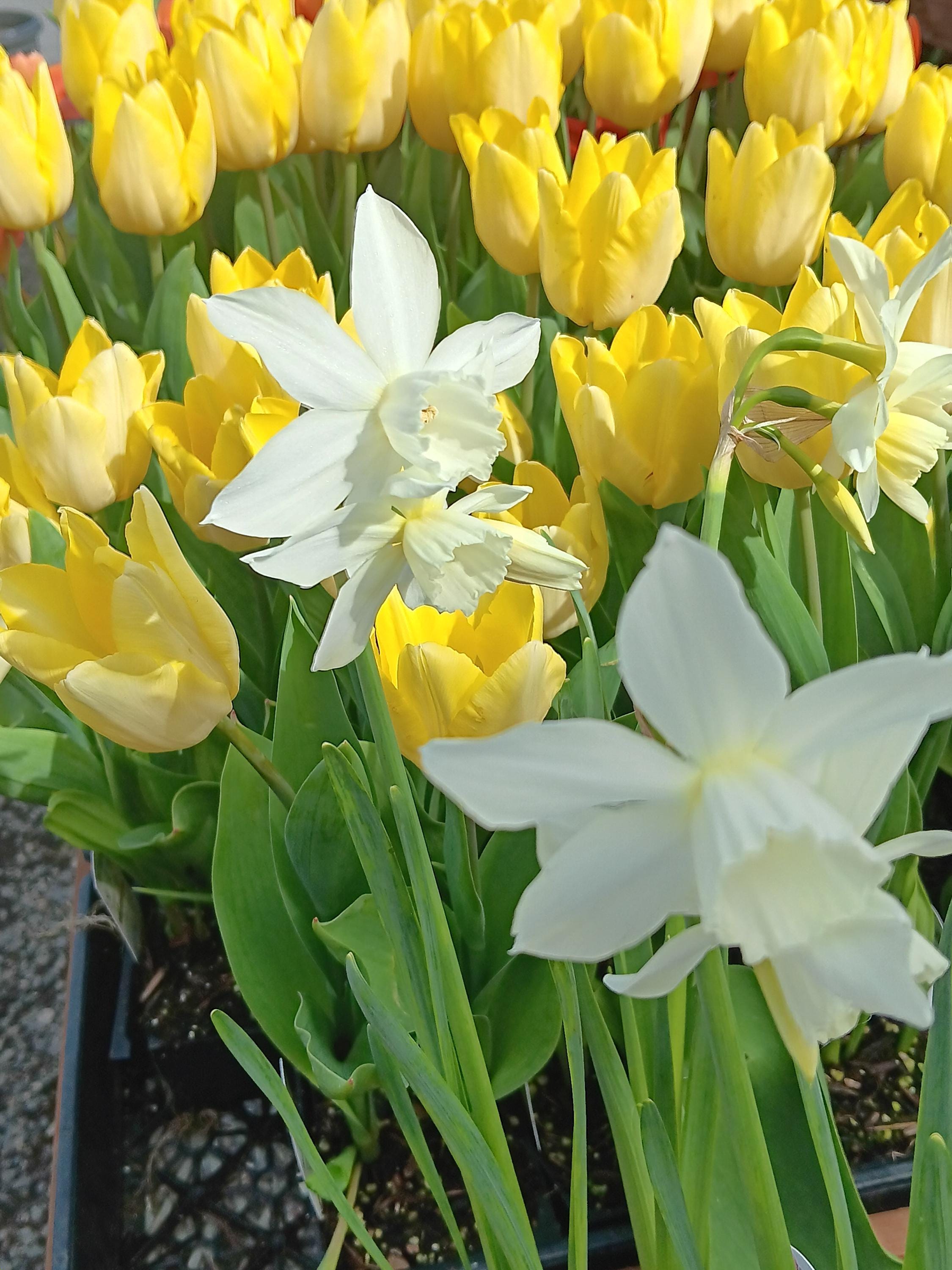 Narcissus - Thalia - Flower Bulb - Plant in Fall for Spring Blooms ...