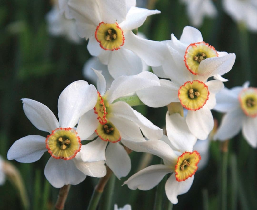 Narcissus - Pheasants Eye - Flower Bulb - Plant Now for Spring Blooms ...