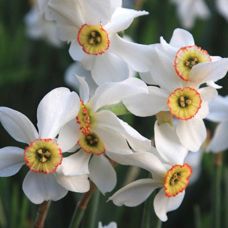 Narcissus Bulbs - Etsy