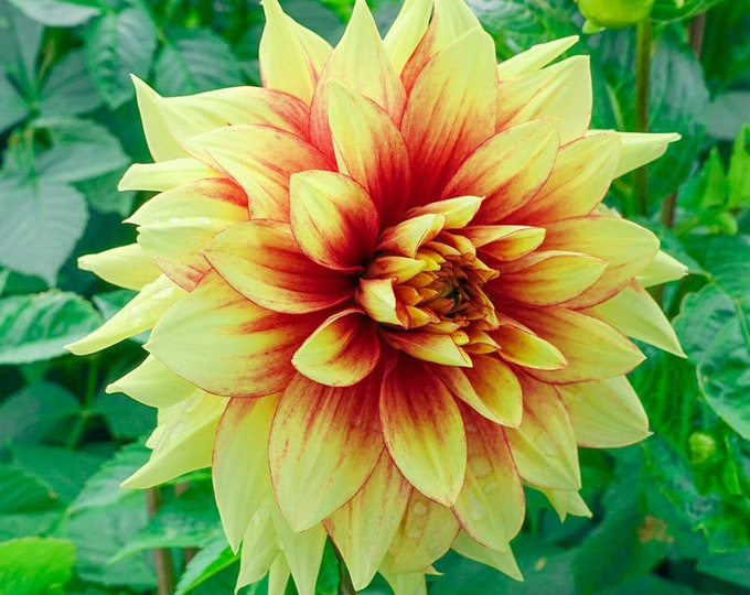 Dinnerplate Dahlia! 'dazzling Sun' Tubers - 8" Fully Double Flowers Are ...