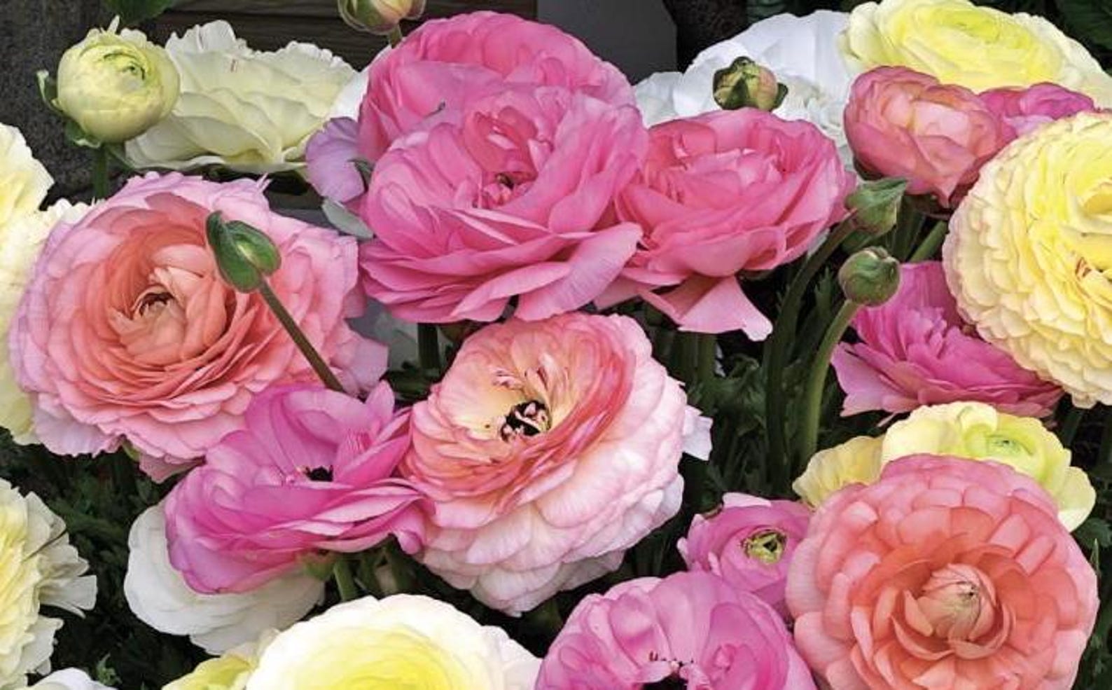 Pink Aviv Ranunculus Tubers - Full Sun to Partial Shade - One of the ...