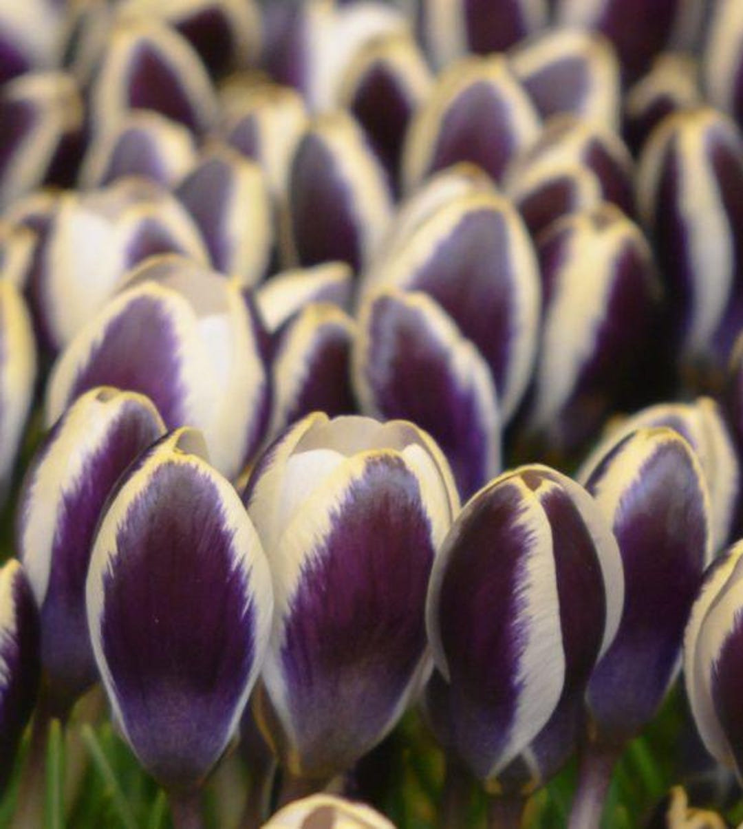 Crocus Bulbs Chrysanthus 'panda' Very Unique Bicolor Blooms Dark Grape ...