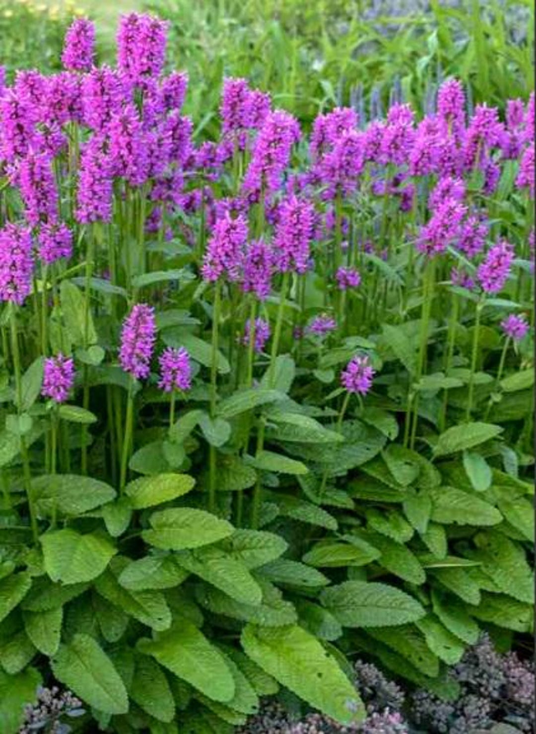 Dwarf Betony Live Plant - Stachys 'densiflorus' - Glossy, Green Foliage ...