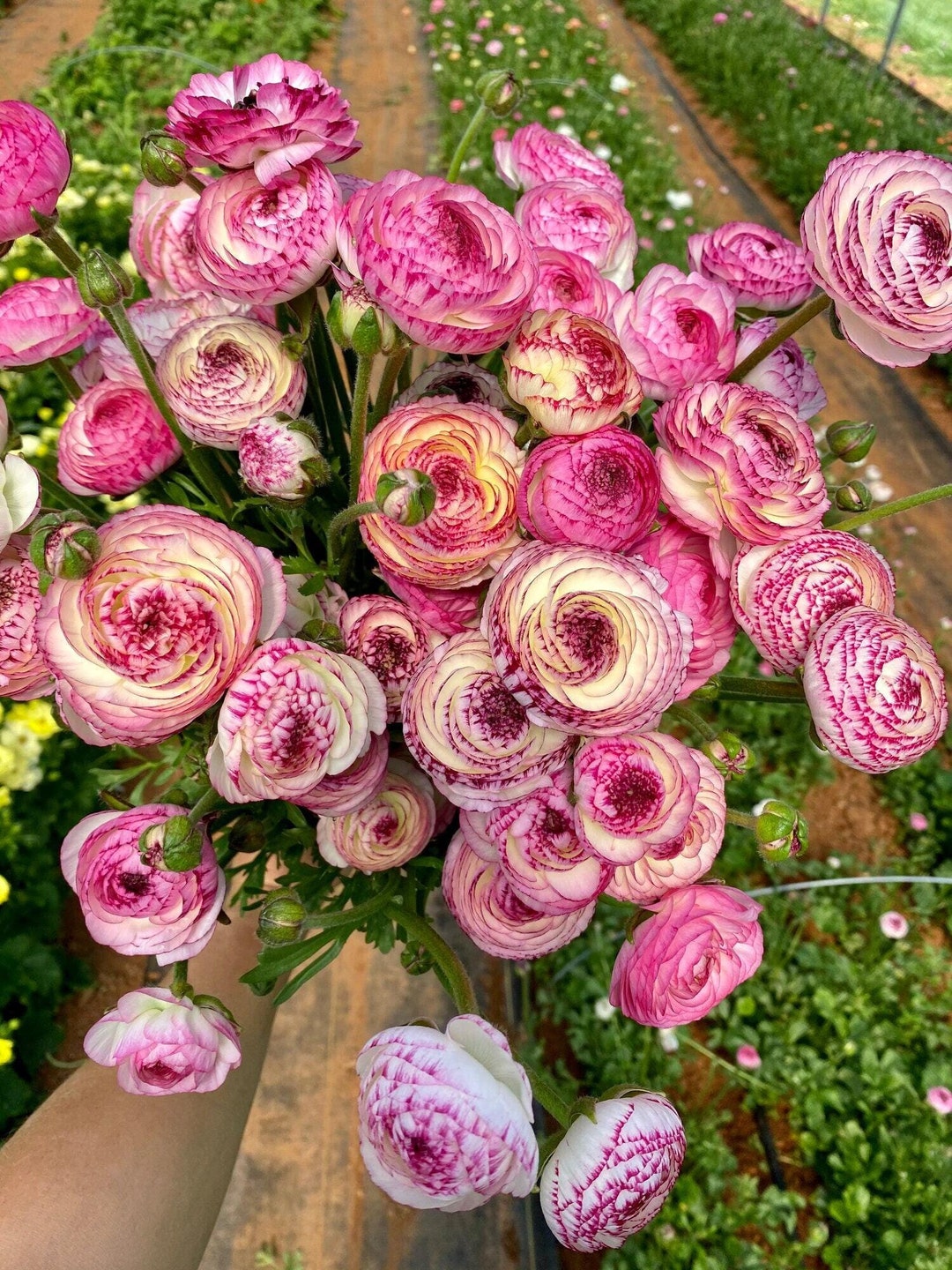 Picotee Tecolote Pink Ranunculus Mix Tubers - Full Sun to Partial Shade ...