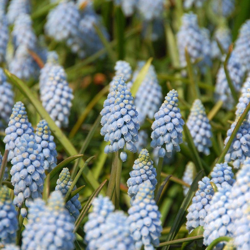 Muscari - Valerie Finnis Flower Bulbs - Unique! Pale Powder Blue Grape ...
