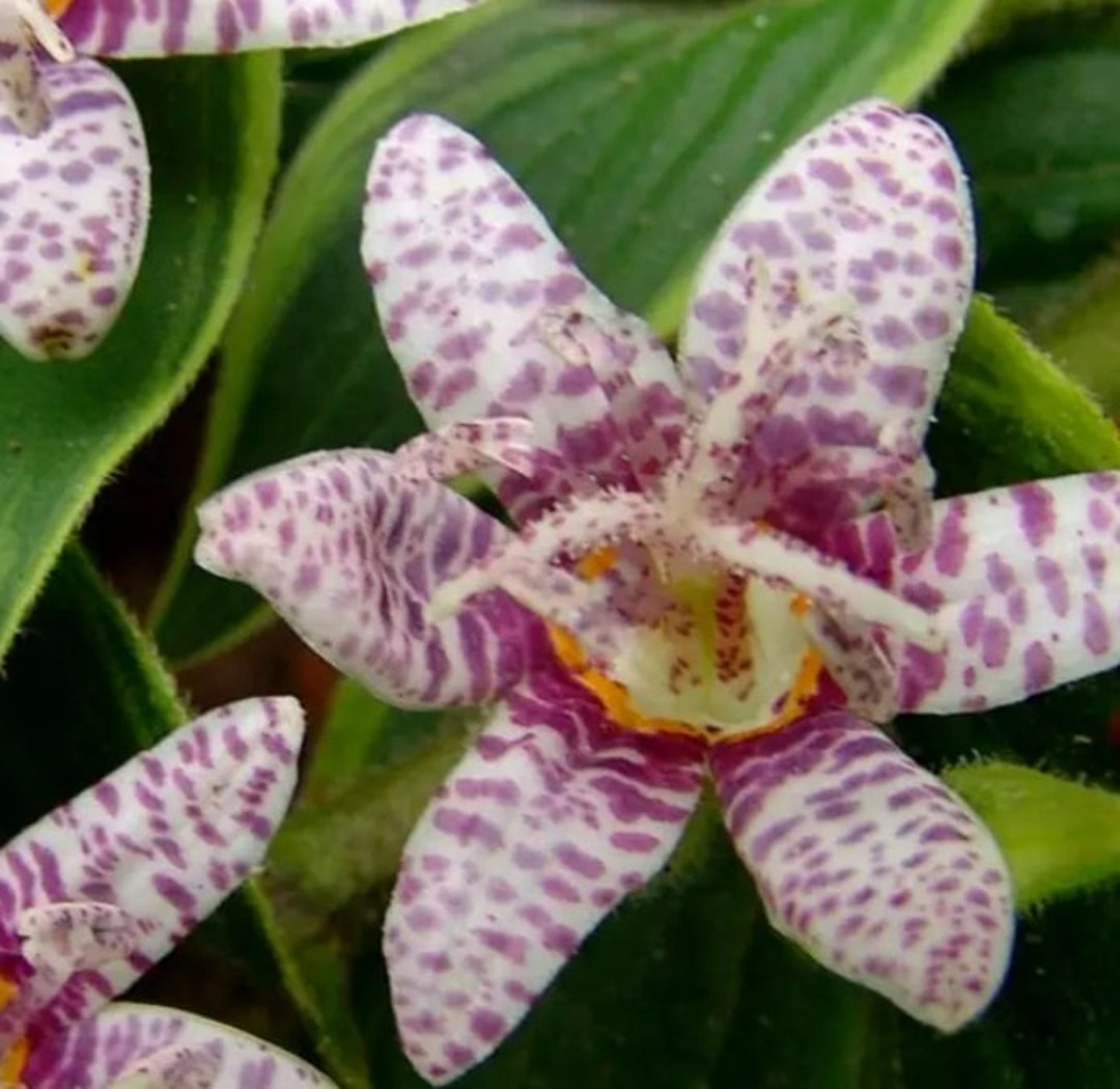 Toad Lily Samurai Live Plant - Exotic & Unique - Orchid-like Flowers of ...