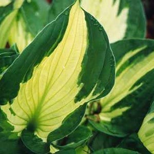 Hosta Whirlwind Bare Root Division - Perennial Shade Plant - Variegated ...