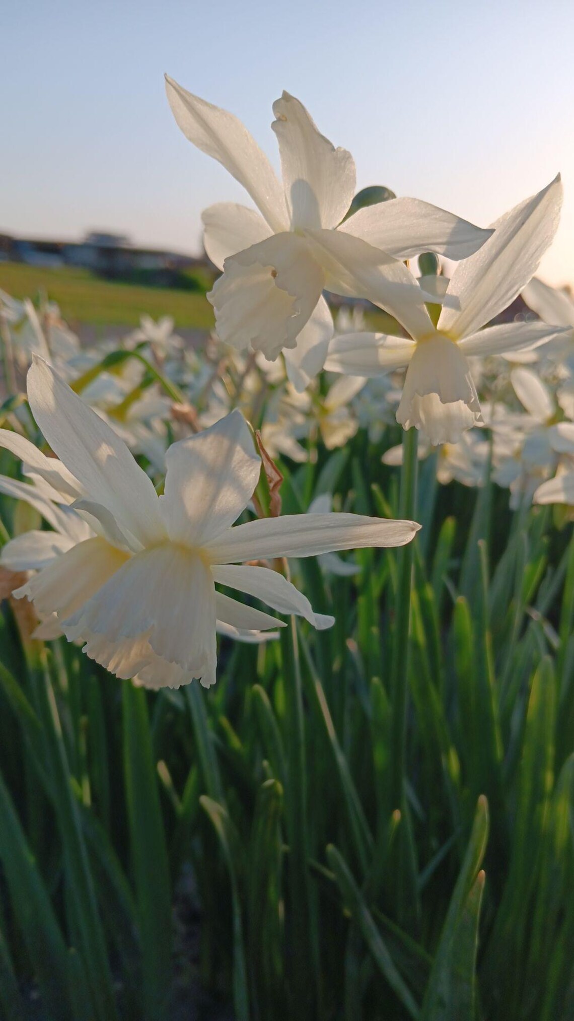 Narcissus - Thalia - Flower Bulb - Plant in Fall for Spring Blooms ...