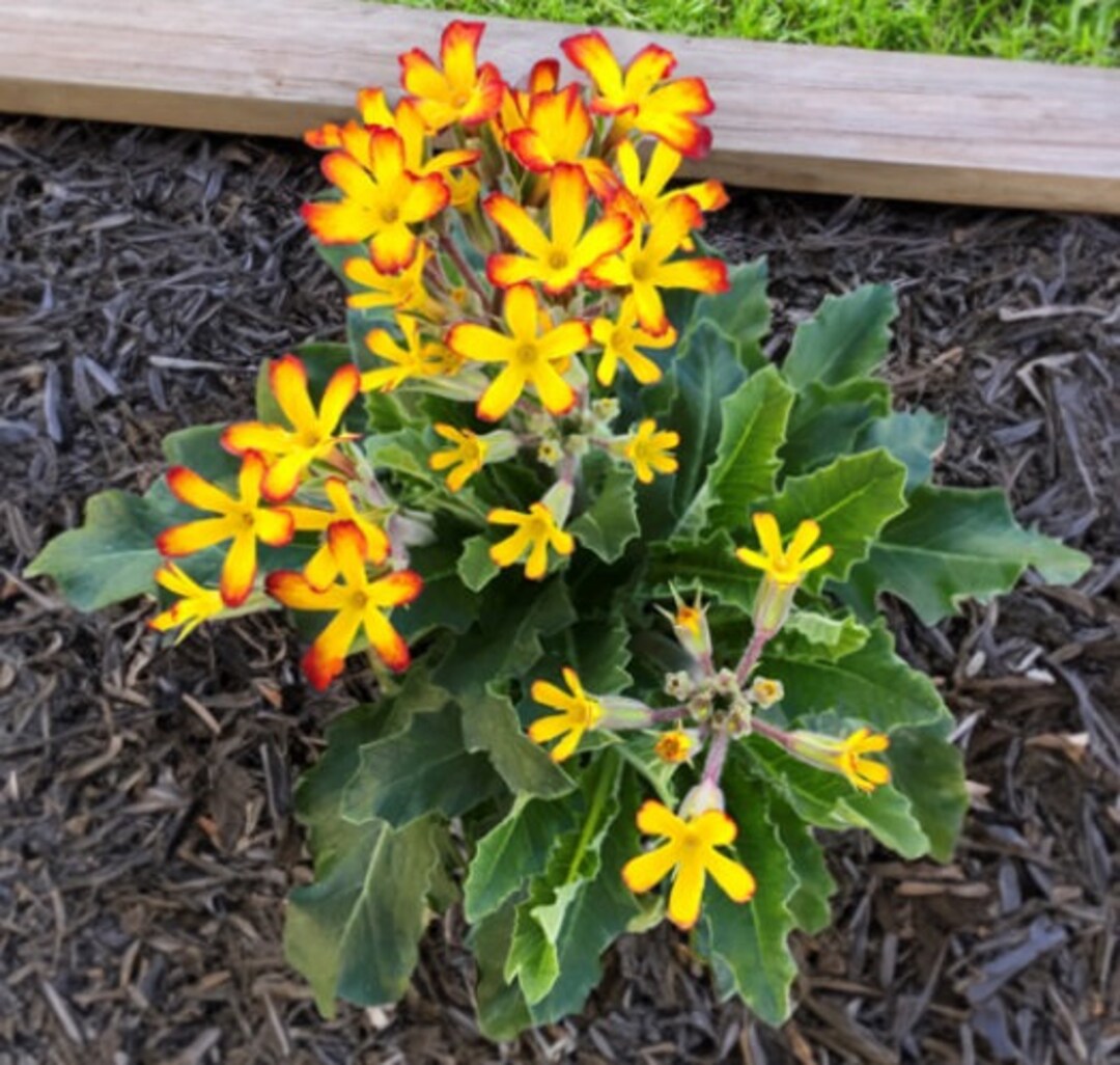 Oakleaf Picotee Primula Live Plant - Primrose - - Etsy