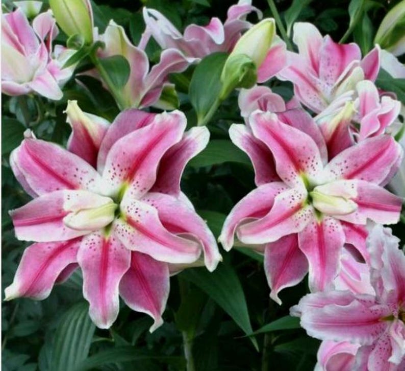 Double Oriental Lily Bulbs - SWEET ROSY - White, Pink Two-tone - Great ...