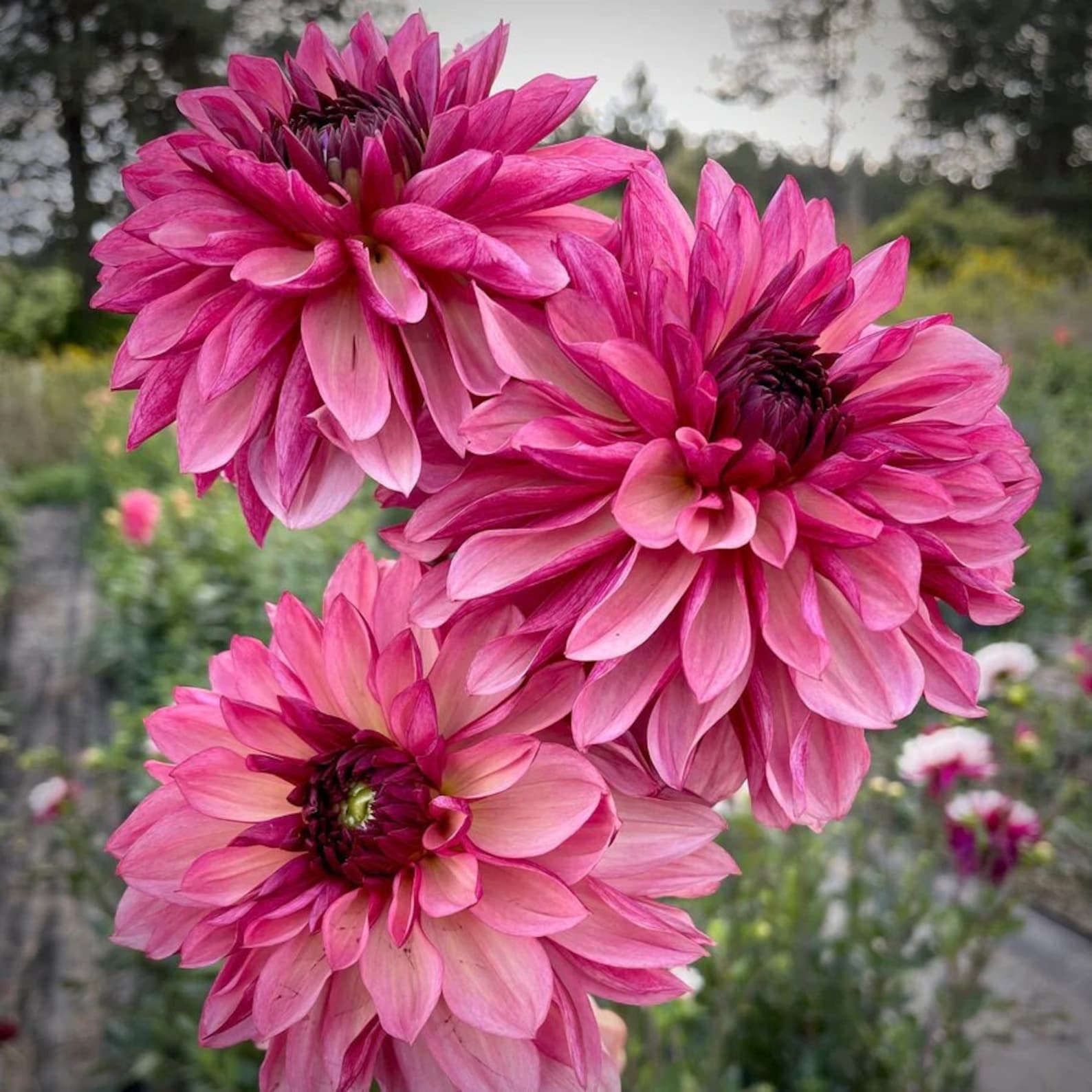 Bacardi Decorative Dahlia Tuber - 4-5" Burgundy and Rose Colored ...