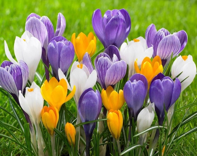 Crocus - Large Flowering Mix of Purple, Yellow & White - Perennial ...