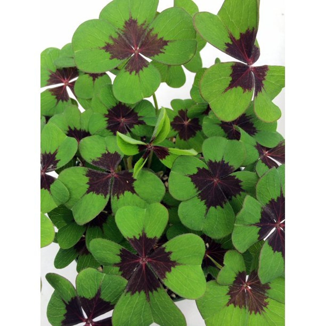 Purple & Green Shamrock Flower Bulbs ~ Oxalis 'iron Cross' ~ Very Easy ...