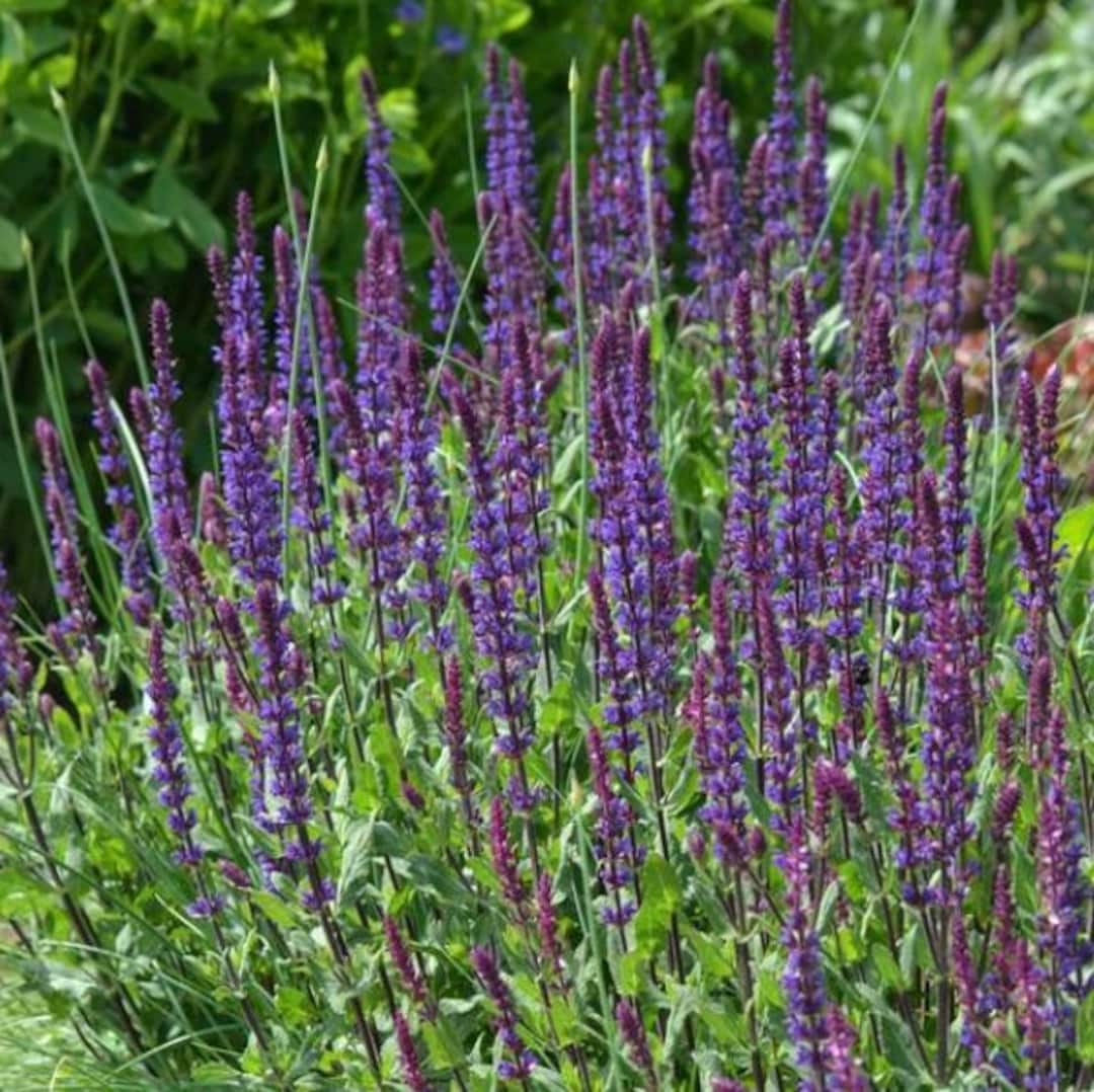 Plants With Purple Stems