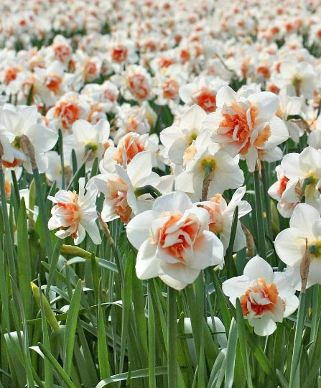 Narcissuss Replete Flower Bulbs Plant in Fall for Spring Blooms Hardy ...