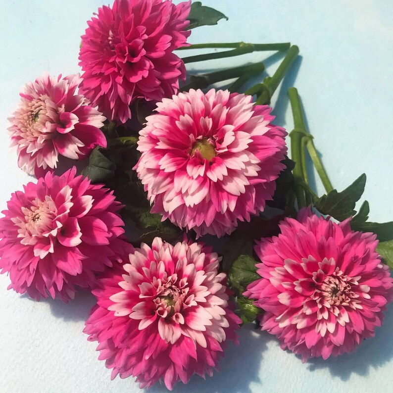 Fuzzy Wuzzy Fimbriated Dahlia Tuber Bicolored 3 - Etsy