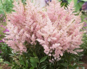 Astilbe Ice Cream Shade Plant Bare Root Division Shades of Pretty Pink ...