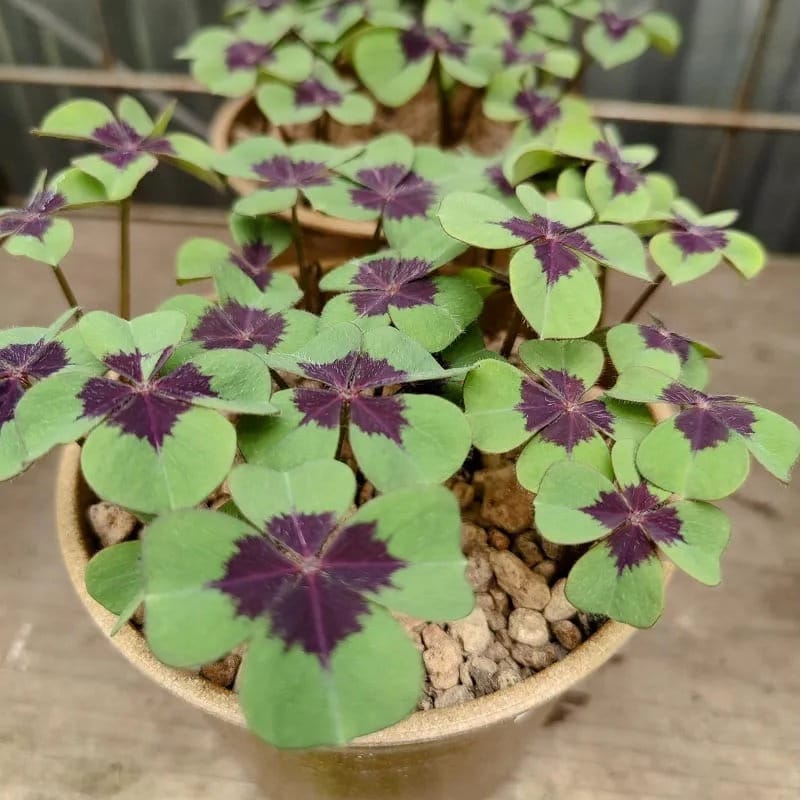 Purple & Green Shamrock Flower Bulbs ~ Oxalis 'iron Cross' ~ Very Easy ...