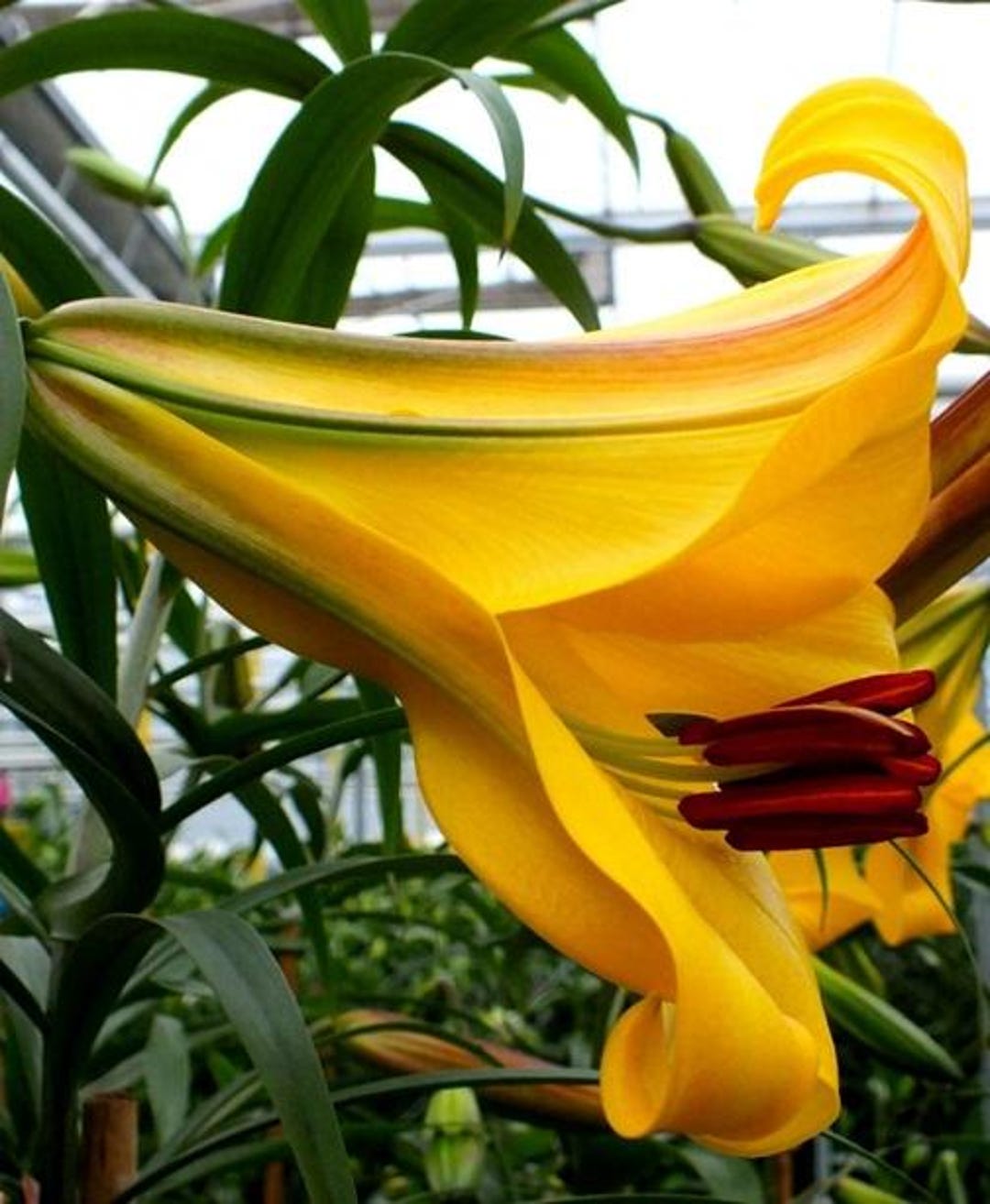 Golden Splendor Trumpet Lily Bulbs - Golden Yellow With Maroon Reverse ...