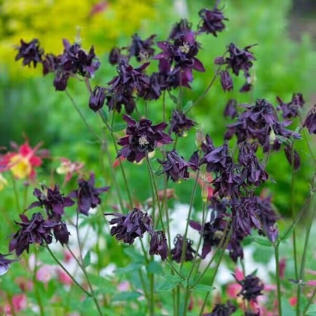 Black Barlow - Double Crown Columbine Bare Root Live Plant - Deep ...