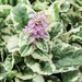 Pink Lightning Ajuga Live Plant - Variegated Leaves W/ Pink Blooms ...