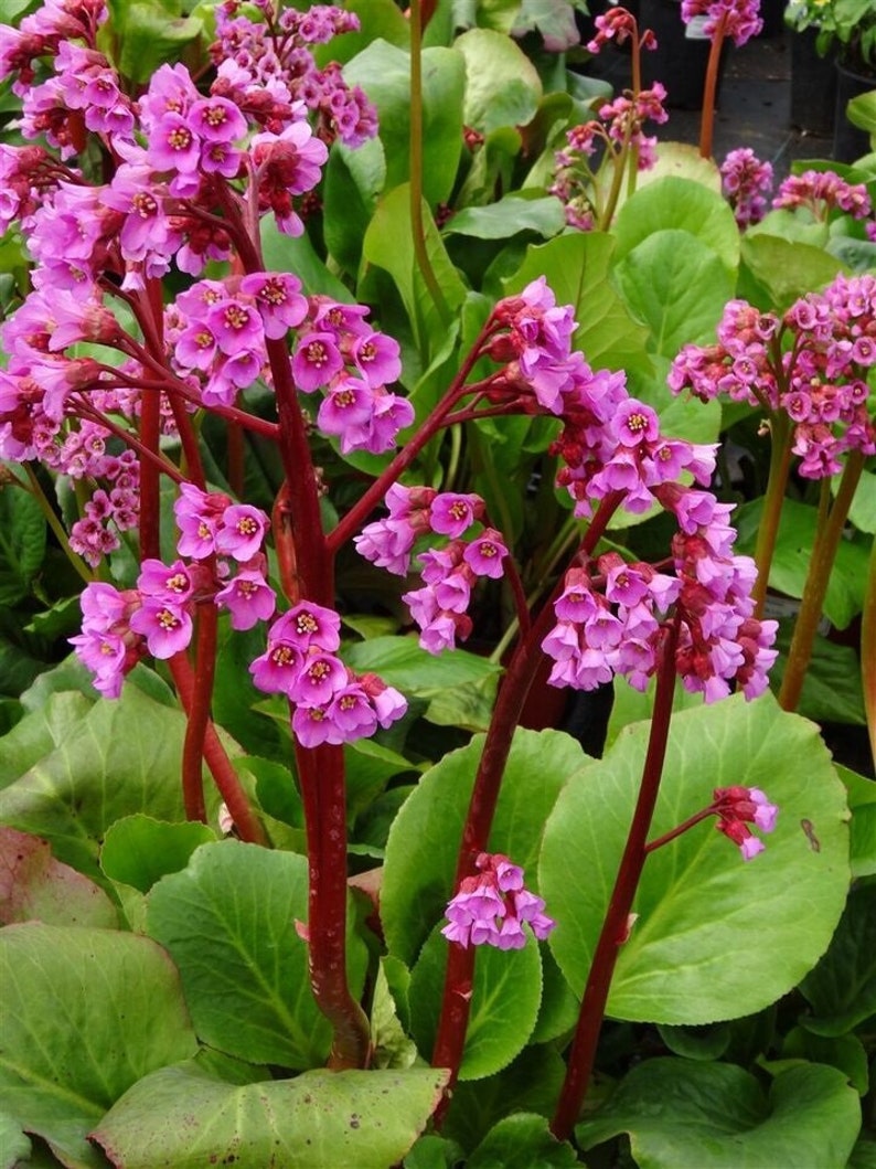 Berginia Winterglow Bare Root Live Plant - Pigsqueak - Hardy Shade ...