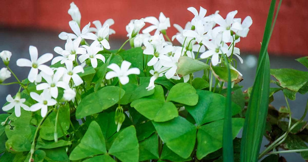 Green Shamrock Bulbs! ~ Oxalis Regnelli ~ Easy to Grow ~ Thrives in Any ...