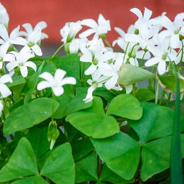 Oxalis Seeds - Etsy