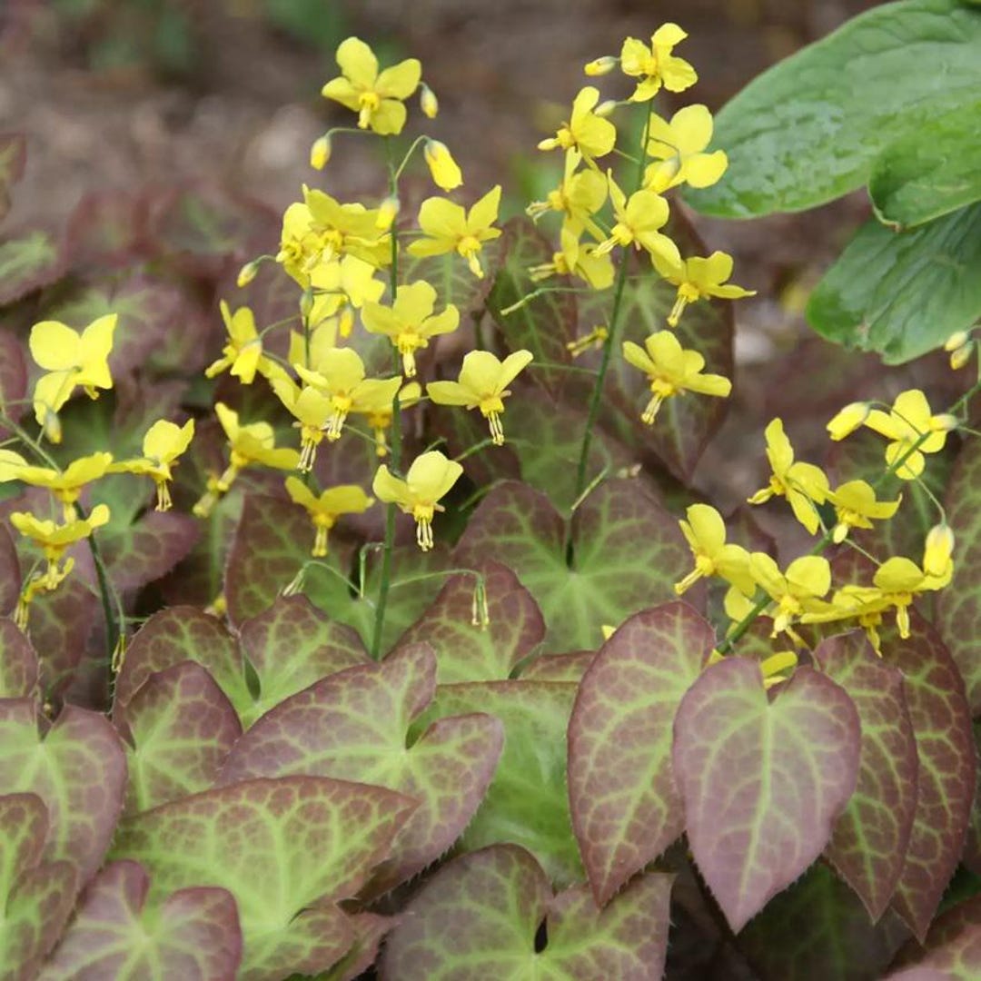Epimedium 'frohnleiten' Bare Root - Fairy Wings - Shade Tolerant ...