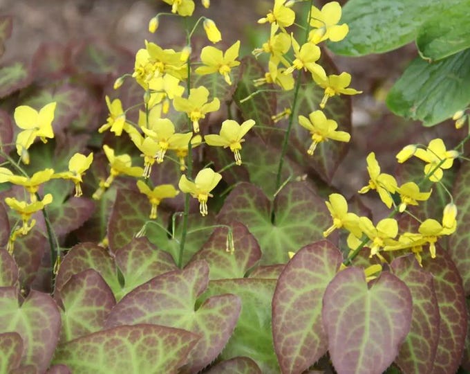 Epimedium 'frohnleiten' Bare Root - Fairy Wings - Shade Tolerant ...