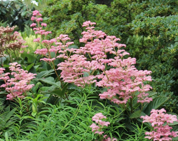 Rogersia Superba Bare Root Division - Clump Forming Perennial - Pink ...