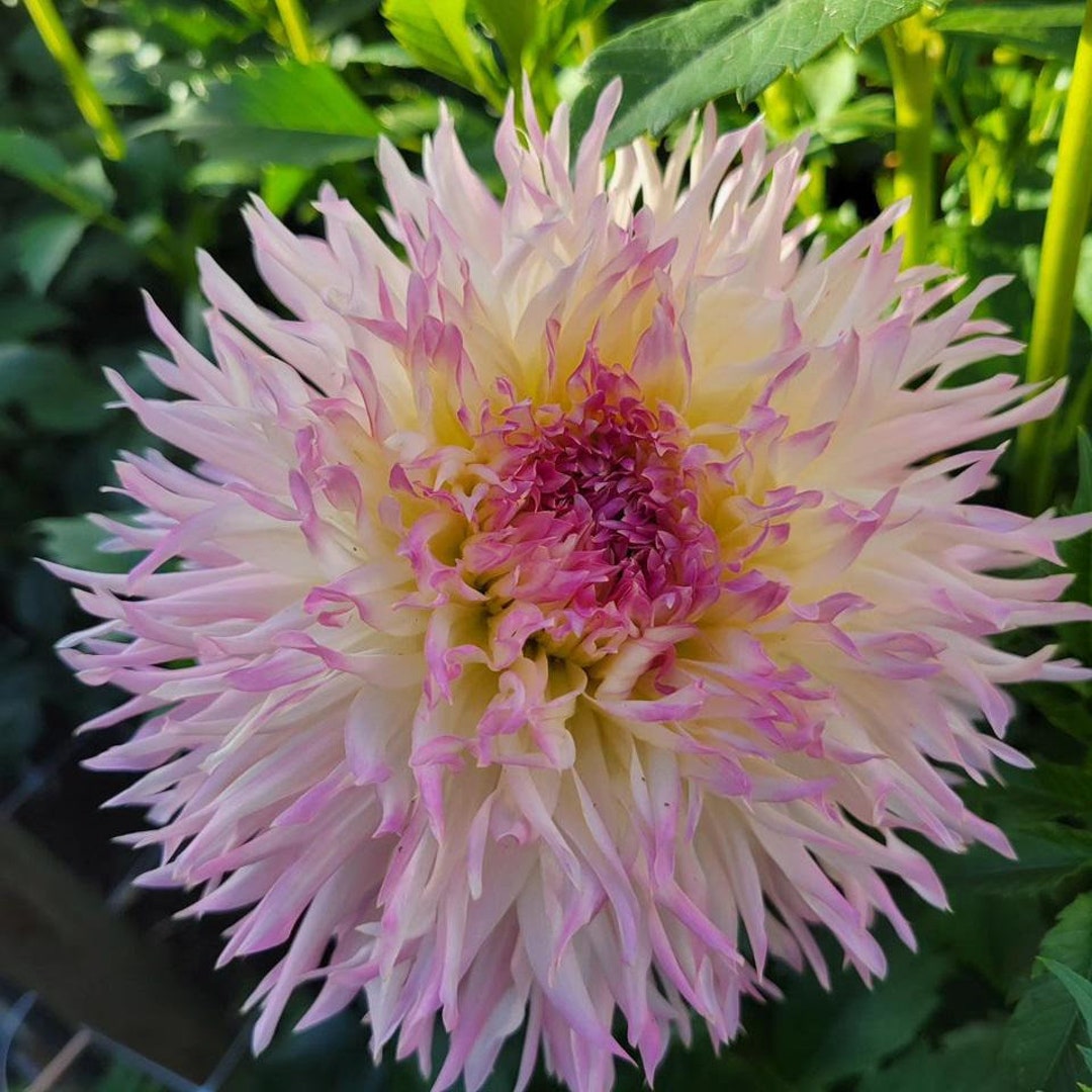 Nadia Ruth Dahlia Tubers - 6-8" Shell Pink and Buttercream Blooms With ...