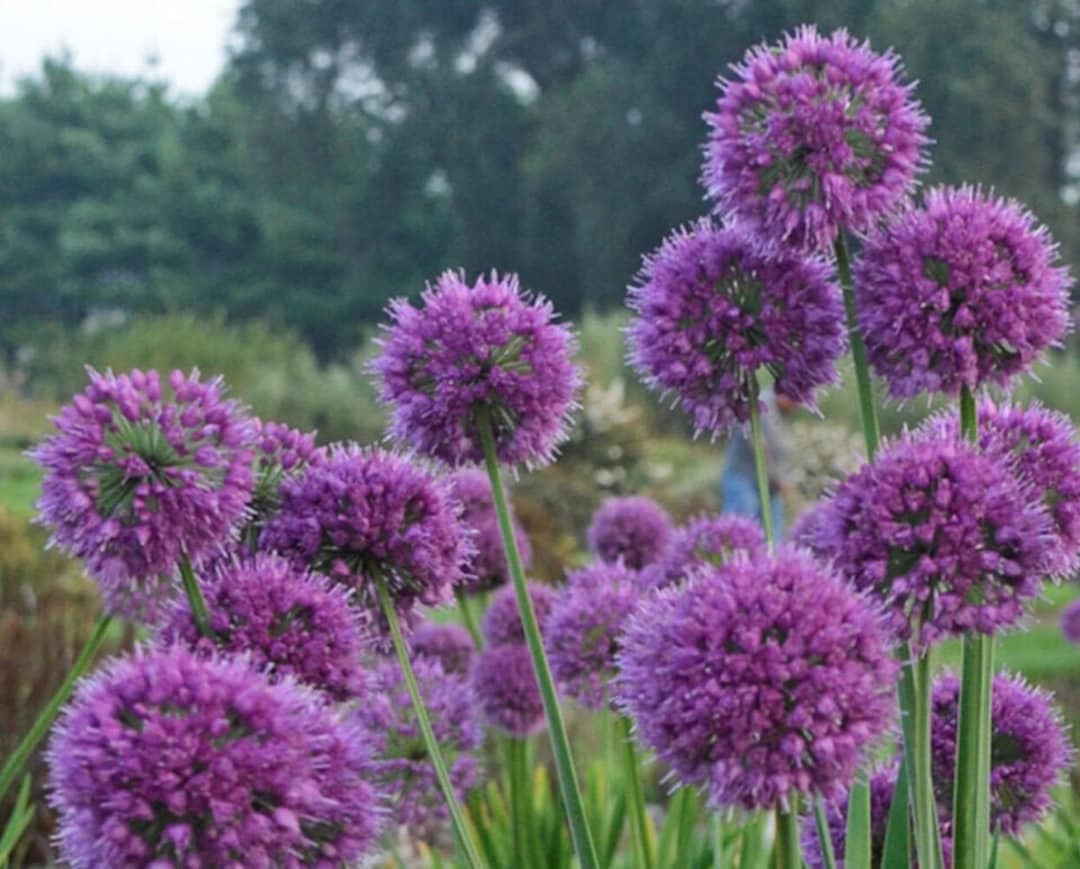 Lavender Bubbles Allium Live Plant Perennial Attracts Pollinators Deer ...