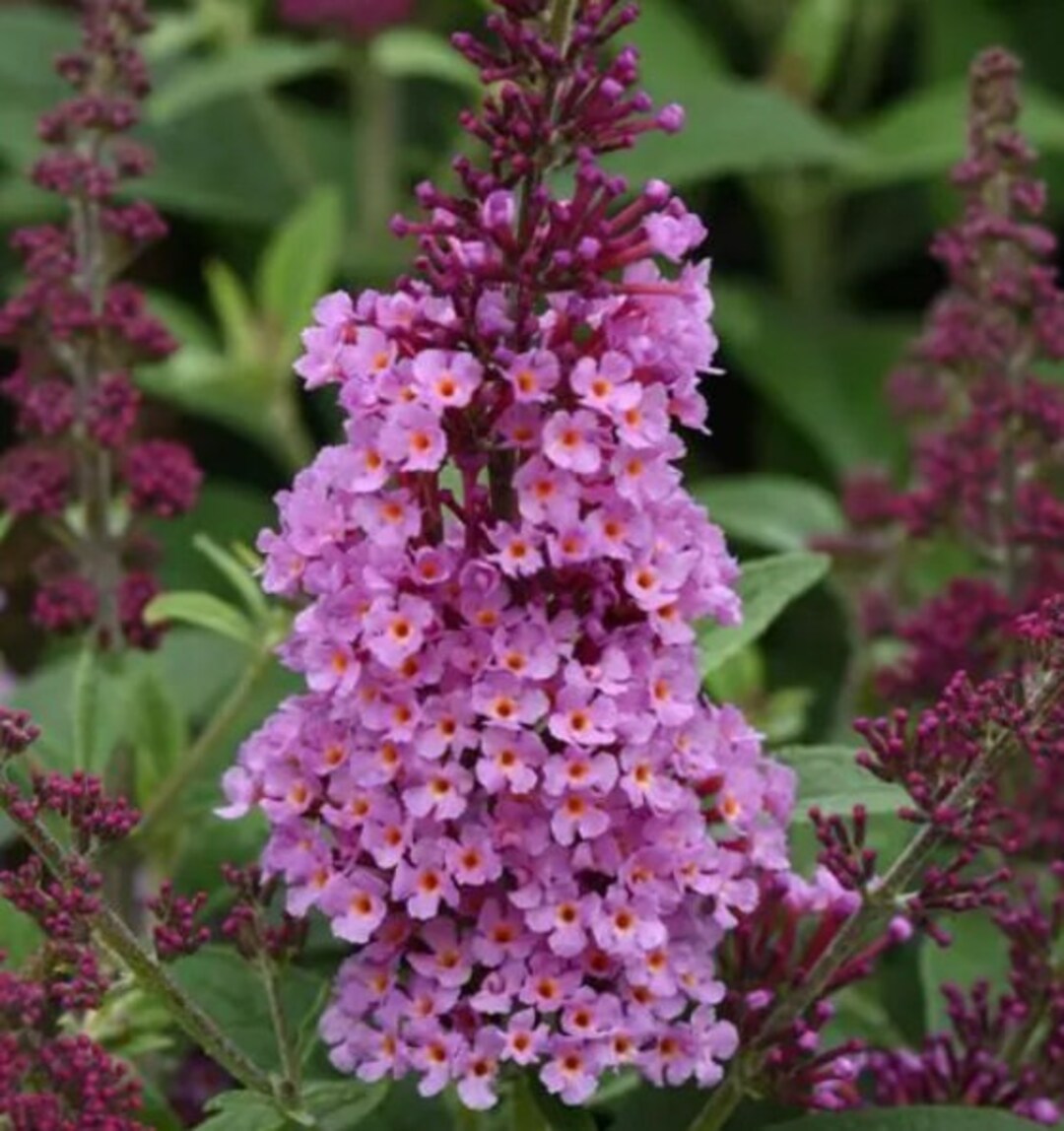 Buddleia Live Butterfly Bush Plant - Pink Chrysalis - Attracts ...