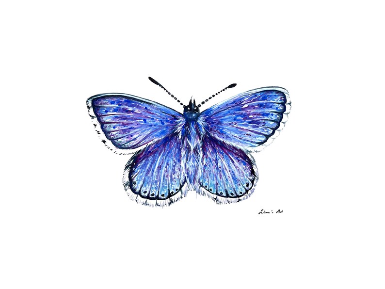 The Xerces Blue Butterfly Original Watercolour Painting - Etsy Canada