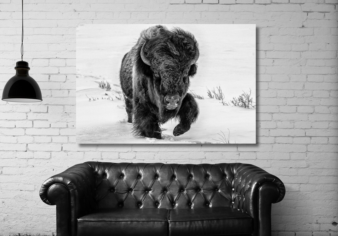 Buffalo Wal Art Black White Buffalo in the Snow Canvas Wall Art ...
