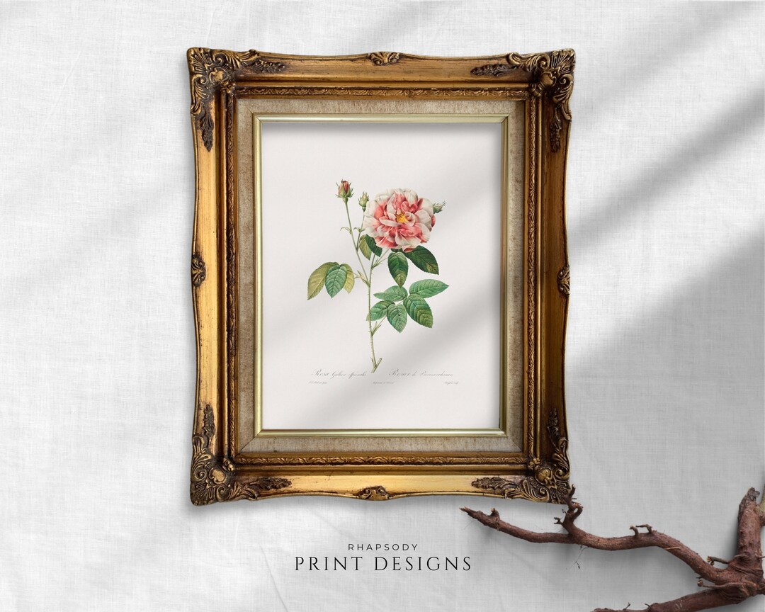 Digital Download Pink Rose Art, Vintage Rose Illustration, Redoute ...