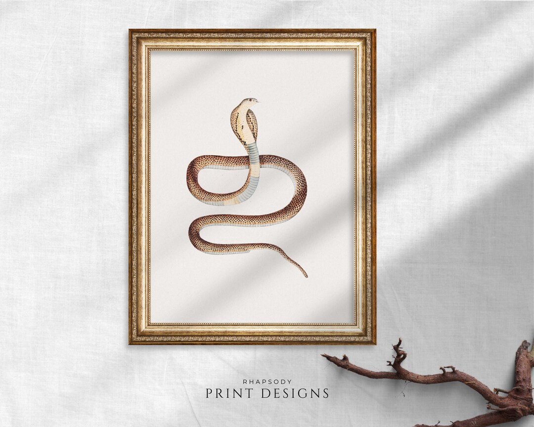 Snake Print, Snake Wall Decor, Snake Wall Art, Vintage Snake Drawing ...