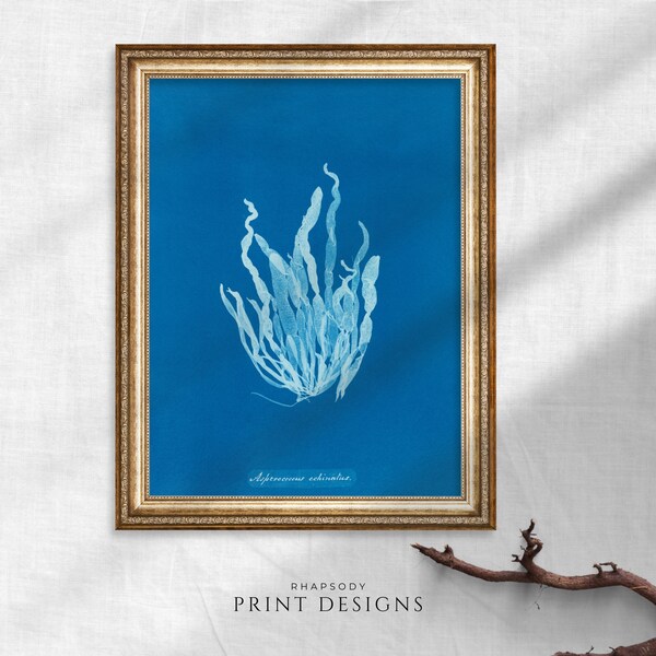 Cyanotype Print - Etsy