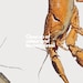 Crayfish PRINTABLE Wall Art. Unique Coastal Decor. Quirky and Fun ...