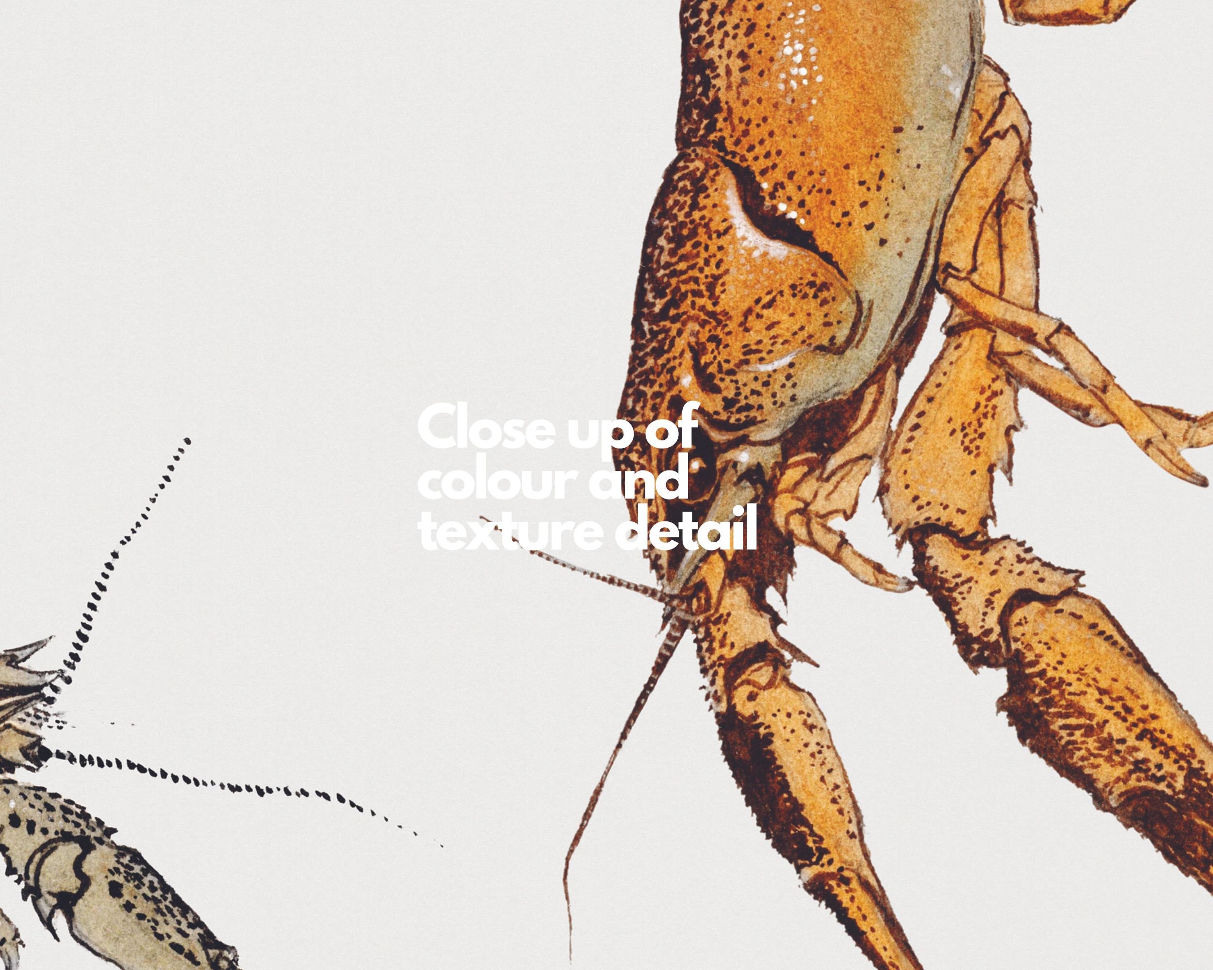 Crayfish PRINTABLE Wall Art. Unique Coastal Decor. Quirky and Fun ...