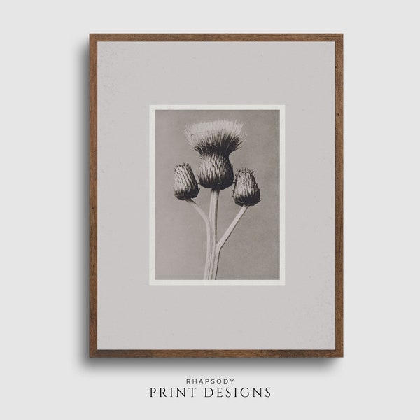 Black and White Thistle Wall Art - Etsy