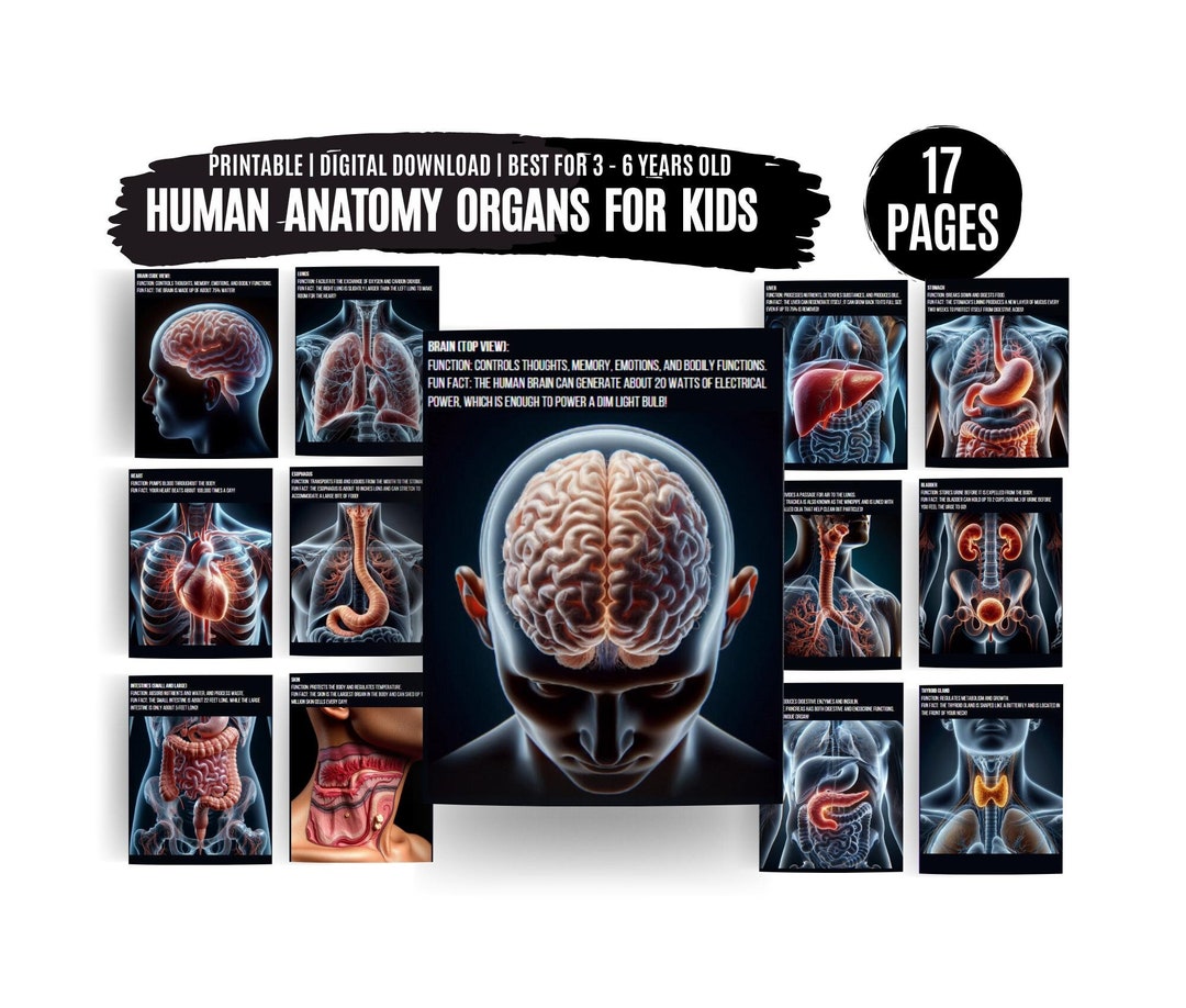 Human Anatomy Printable Activity for Kids | Human Organs Activity ...
