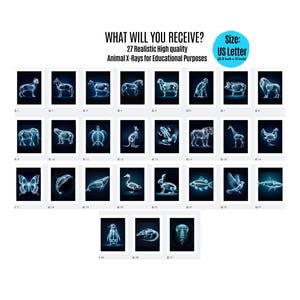 Printable Animal X-rays for Kids: Vet Pretend Play (digital Download ...