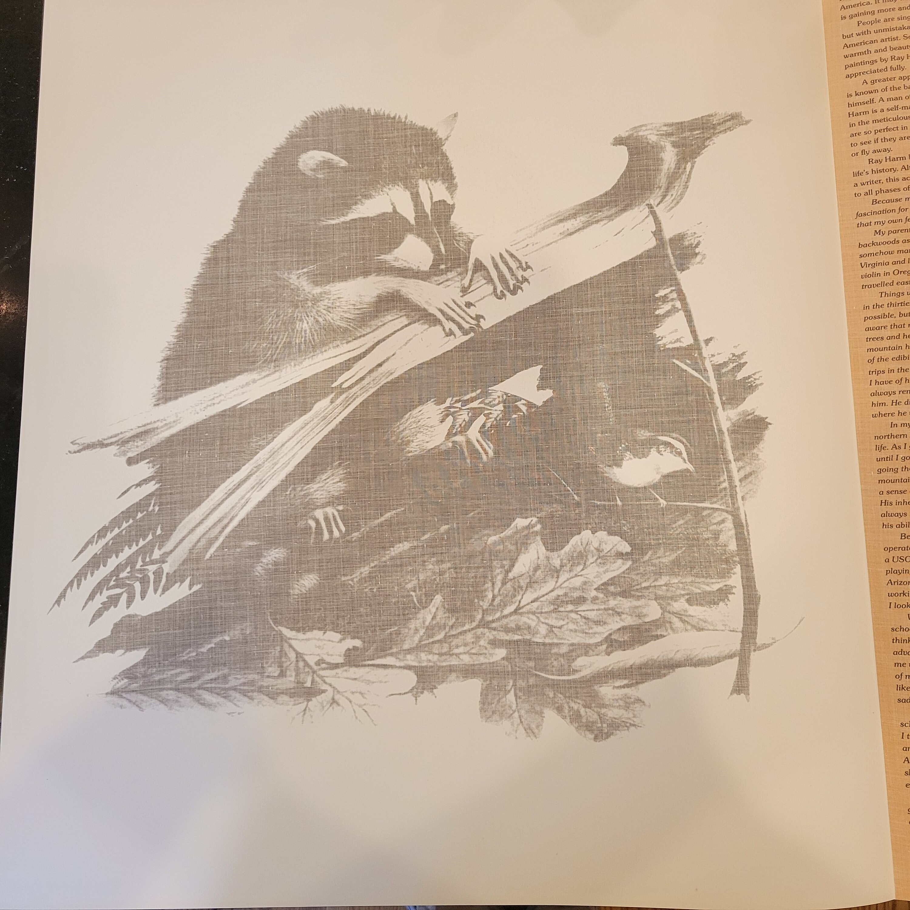 Ray Harm "raccoon" - Official First Day of Issue Print (1/500) - Etsy