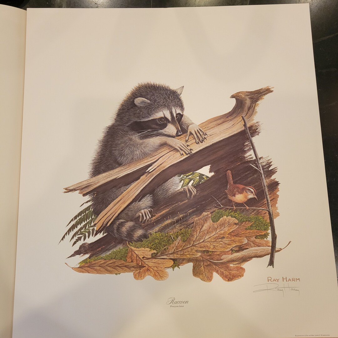 Ray Harm "raccoon" - Official First Day of Issue Print (1/500) - Etsy