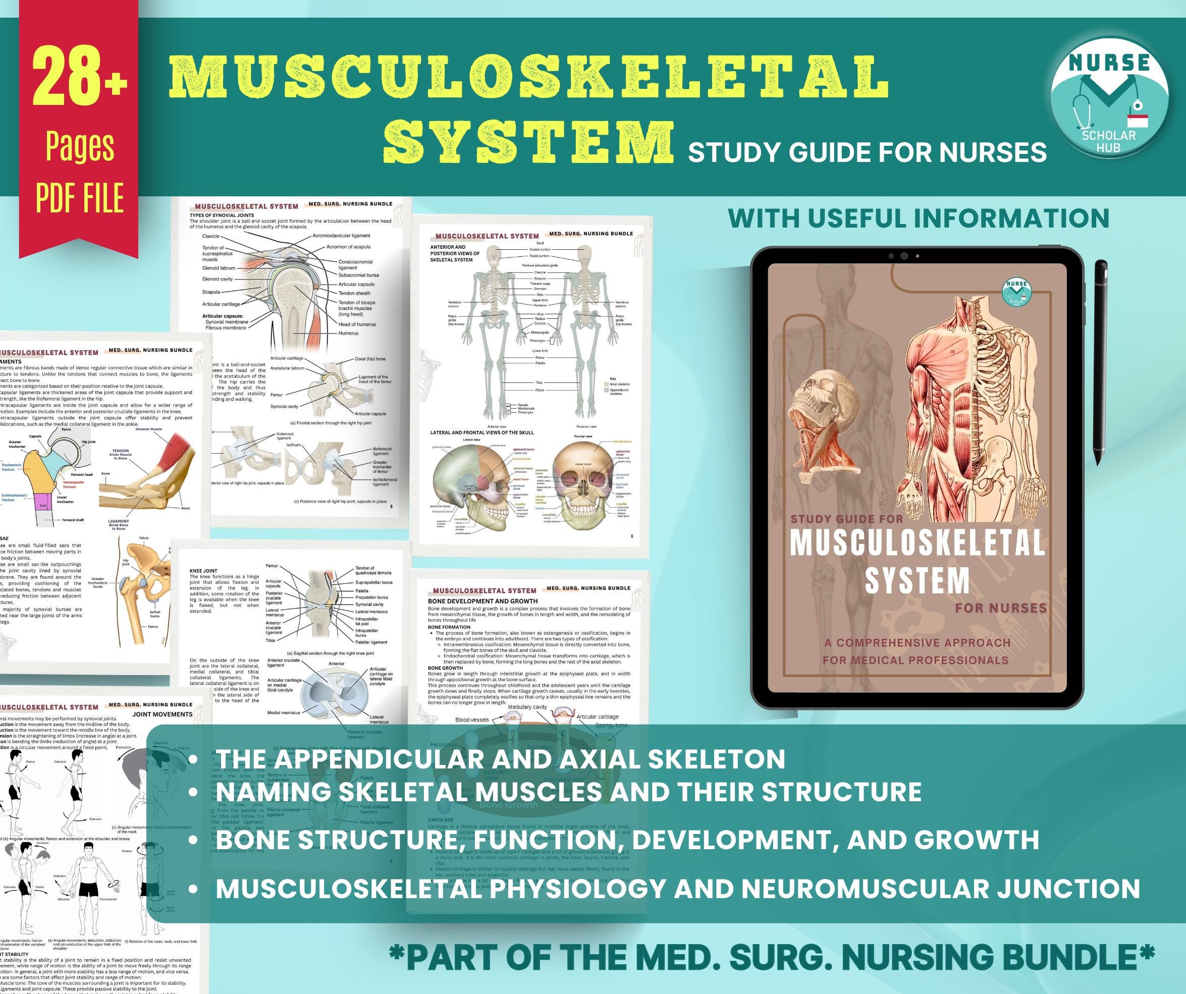 Musculoskeletal System Nursing Study Notes | Anatomy, Physiology, and ...