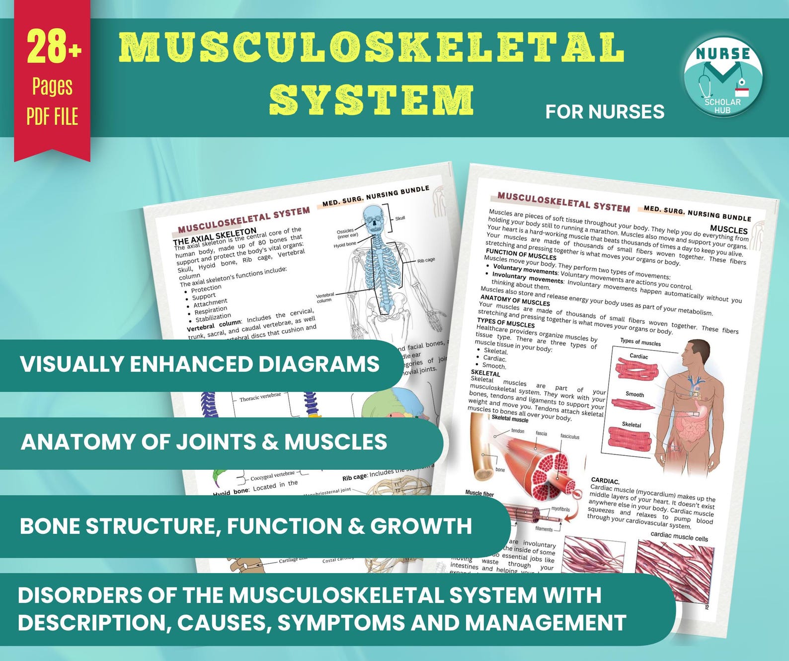 Musculoskeletal System Study Guide for Nurses | Anatomy & Physiology ...