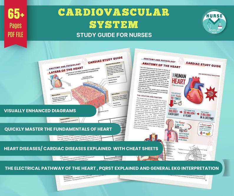 Cardiovascular System Nursing Note Bundle | Heart Anatomy & Cardiac ...