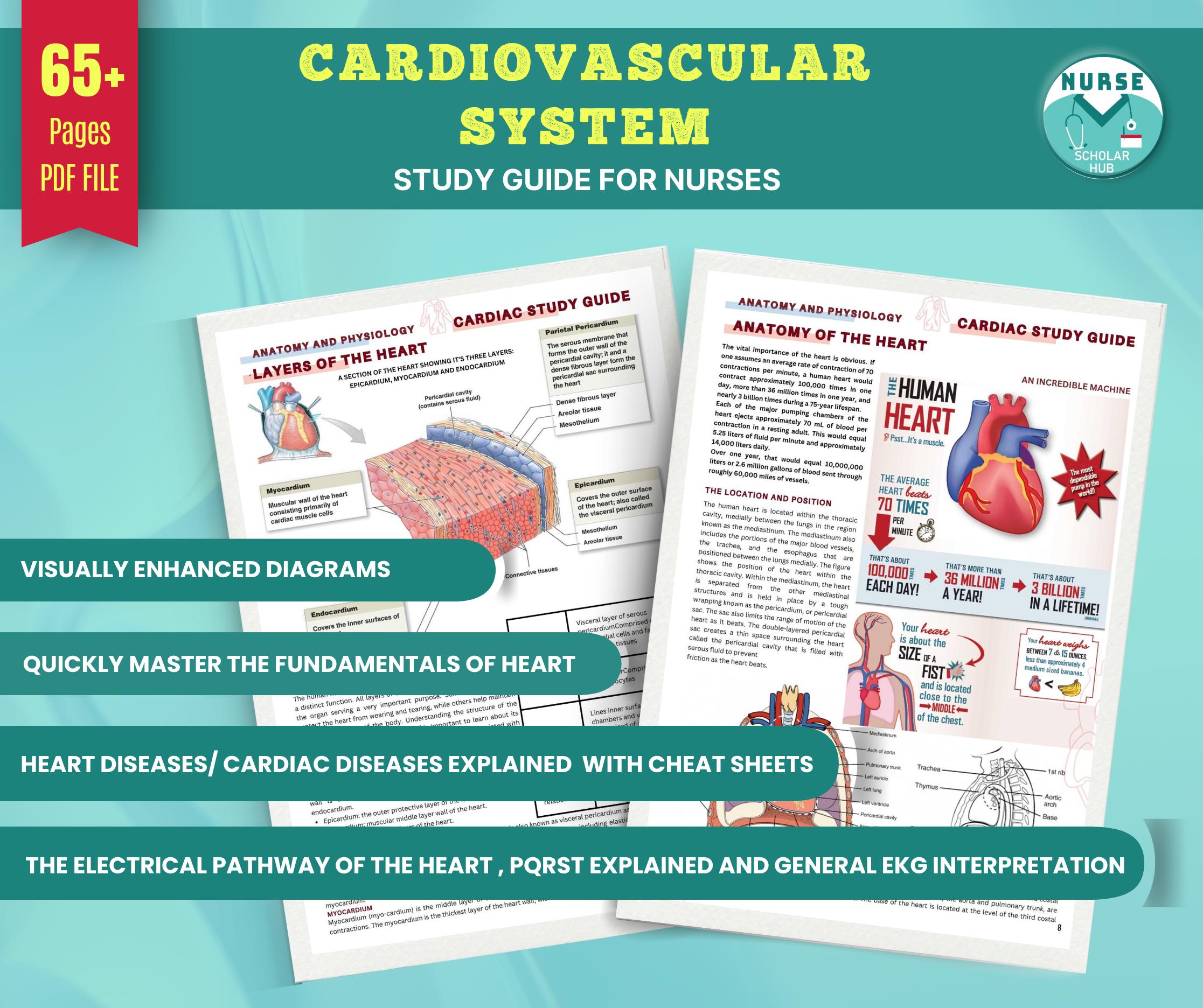 Cardiovascular System Nursing Note Bundle | Heart Anatomy & Cardiac ...